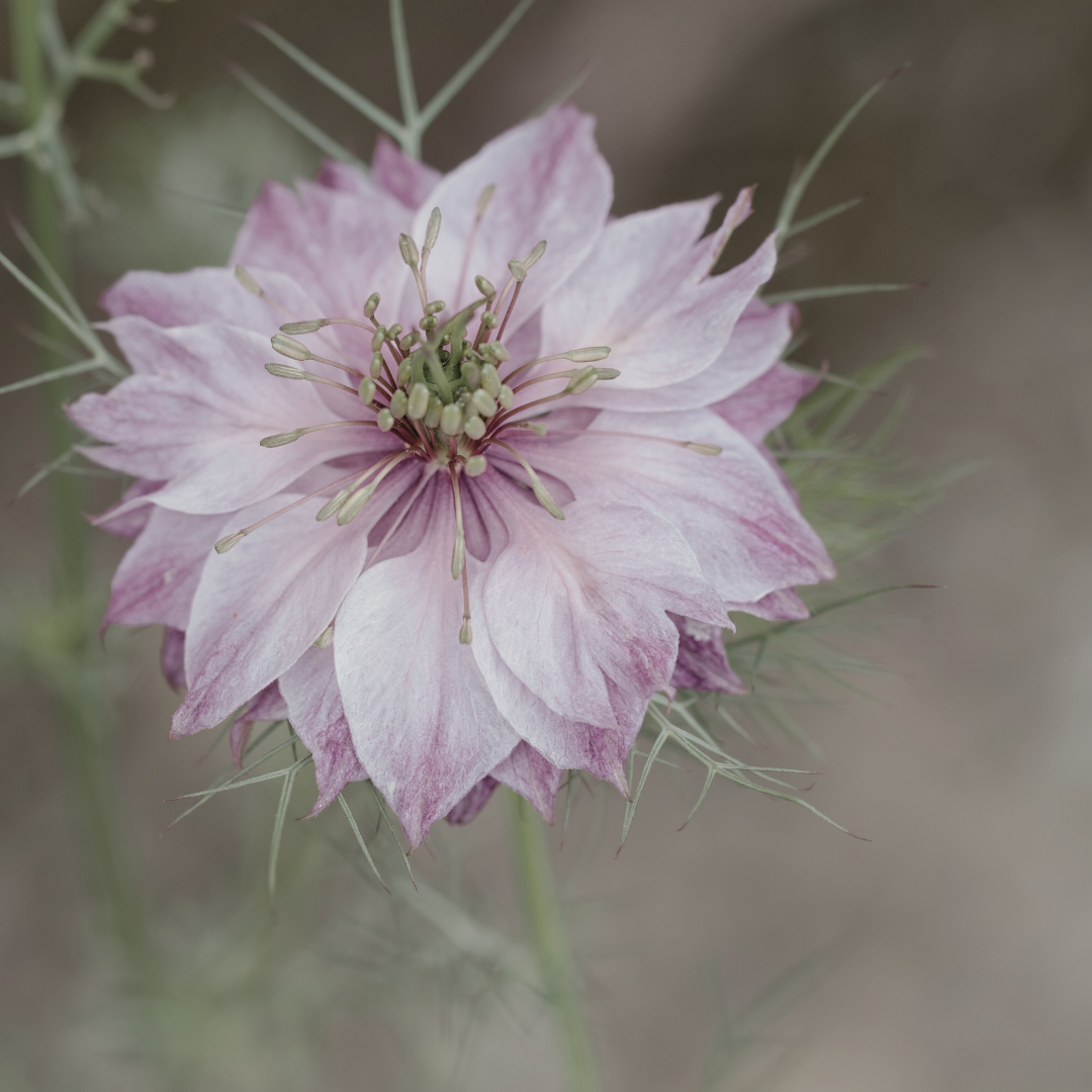 Cultivating Elegance: Nigella Damascena, Mulberry Rose 'Love In A Mist ...