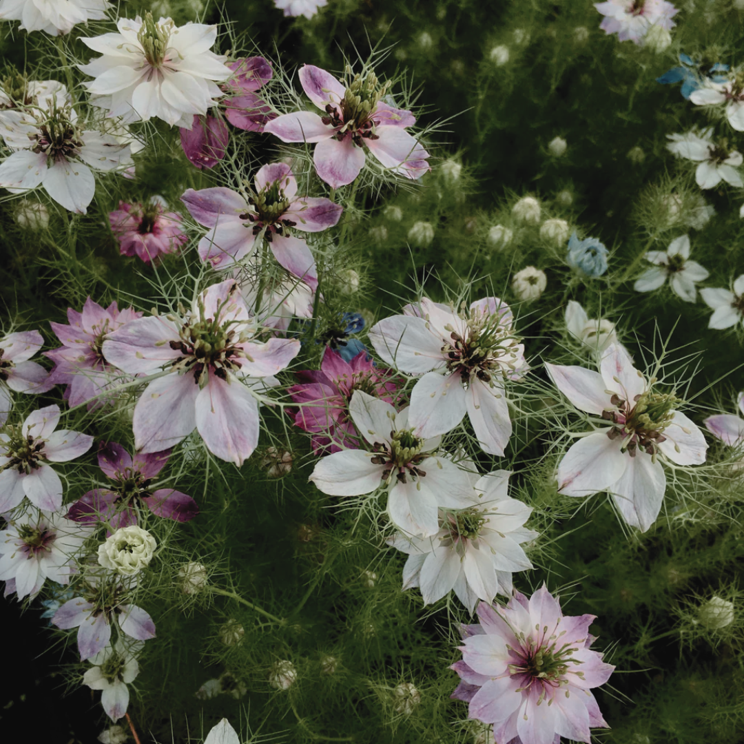 Cultivating Elegance: Nigella Damascena, Mulberry Rose 'Love In A Mist ...