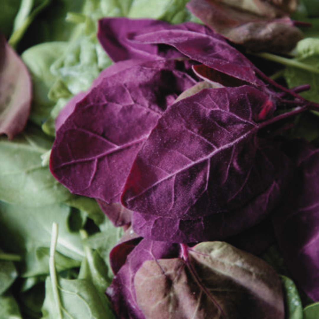 Growing Guide for Red Orach – Nevermore Nursery