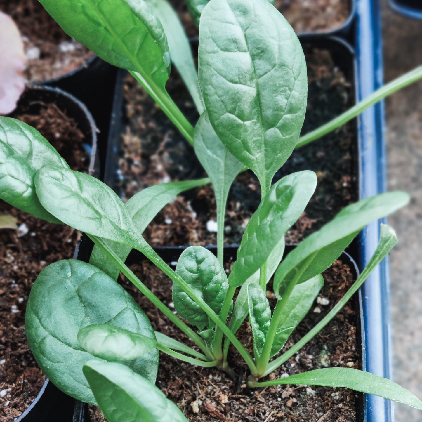 Growing Giant Noble Spinach – Nevermore Nursery