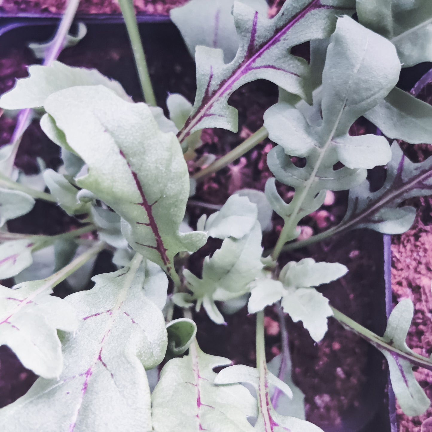How to Grow Red Dragon Arugula: A Modern Twist on a Culinary Classic – Nevermore Nursery