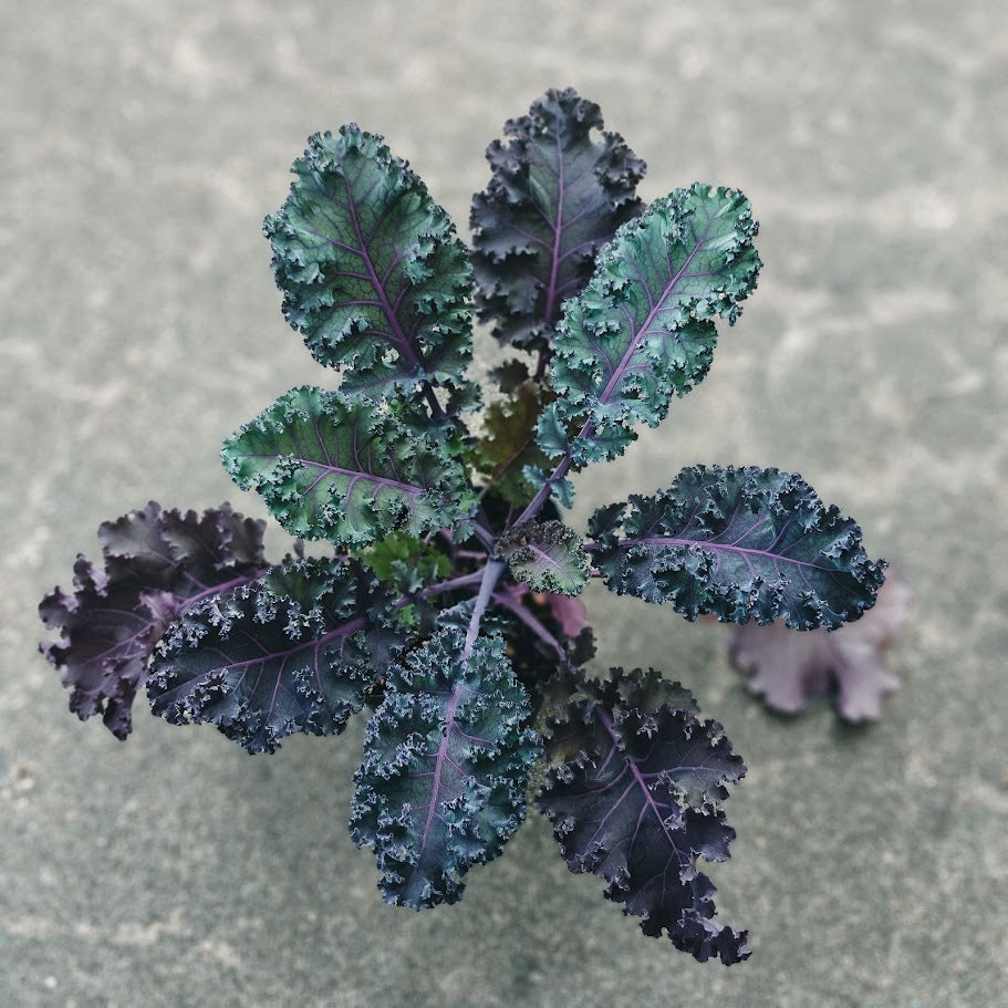 Cultivating Scarlet Kale: A Complete Care Guide for Vibrant Growth ...